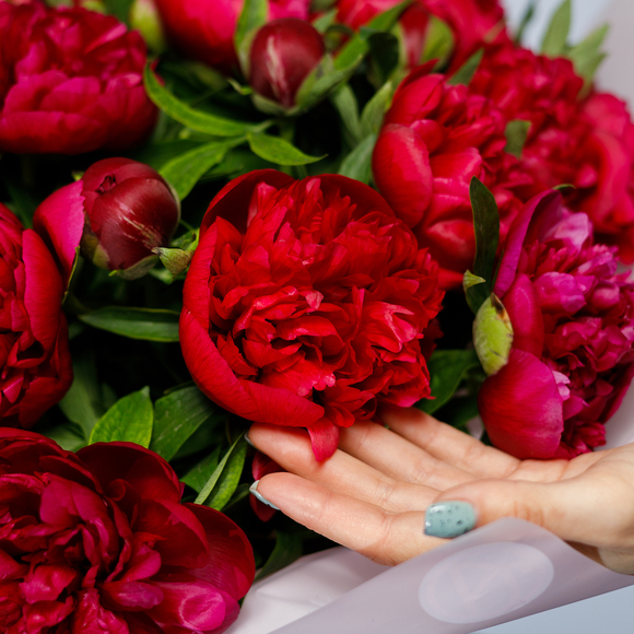 Букет из 51 бордового пиона (Россия) купить в СПб | Фото и видео букета ...