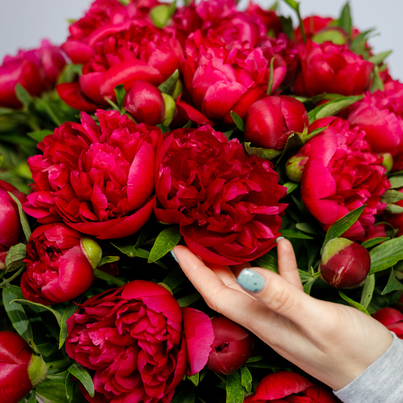 Букет из 51 бордового пиона (Россия) купить в СПб | Фото и видео букета ...